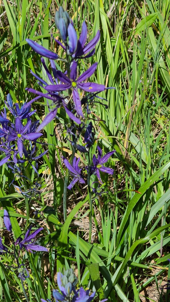 small camas from Sunset, West Linn, OR, USA on April 22, 2024 at 01:13 ...