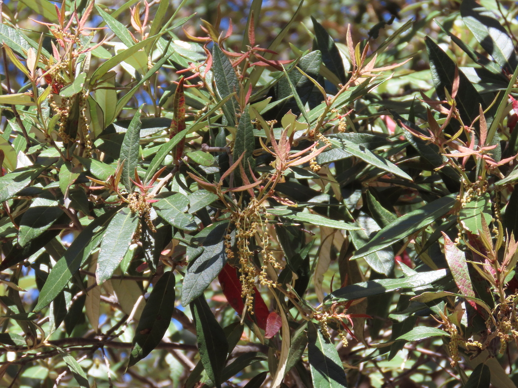 silverleaf oak from Sierra Vista, AZ, USA on April 23, 2024 at 09:06 AM ...