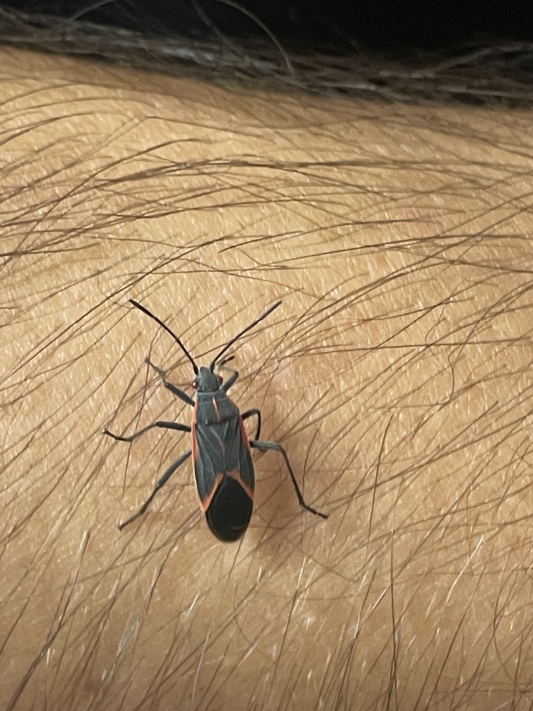 Eastern Boxelder Bug from Ciclovía Alameda, Santiago, Región ...