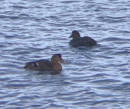 Common Eider from Nuuk, Groenland on February 4, 2024 at 11:36 AM by ...