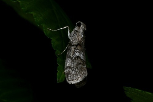 Maple Webworm Moth from E SH-9, Norman, OK, US on April 22, 2024 at 10: ...