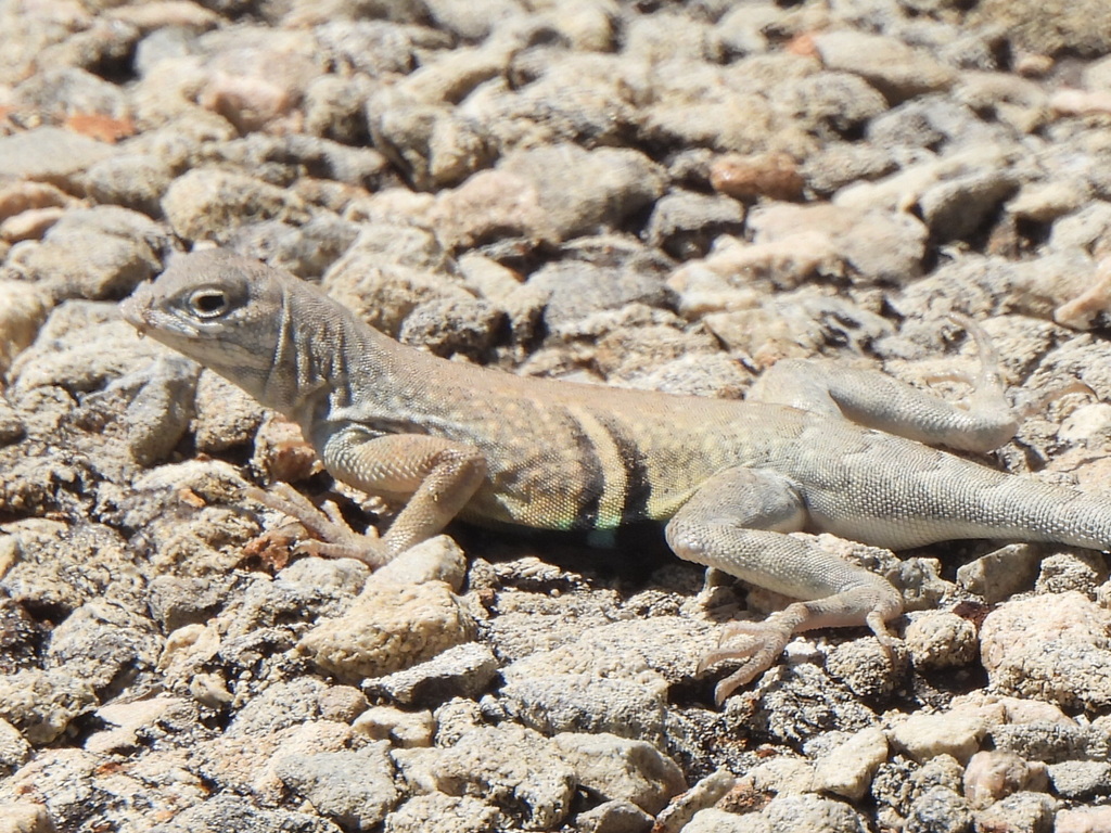 Greater Earless Lizard from Kimble County, TX, USA on April 21, 2024 at ...