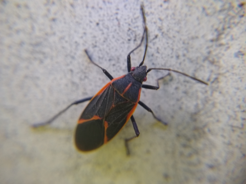 Eastern Boxelder Bug in April 2024 by Warren Lussier · iNaturalist