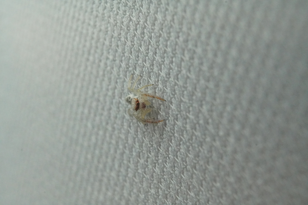 Long-jawed Jumping Spiders from Richland County, OH, USA on April 23 ...