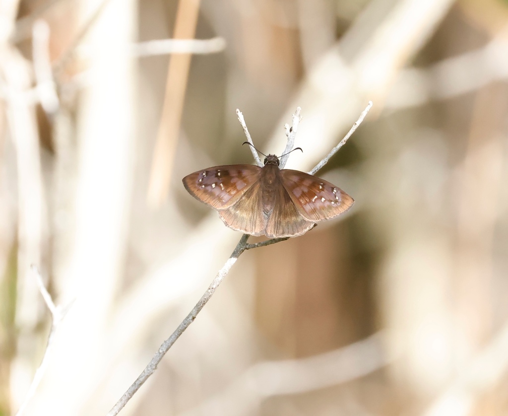 Florida Duskywing from Miami-Dade County, FL, USA on April 10, 2024 at ...