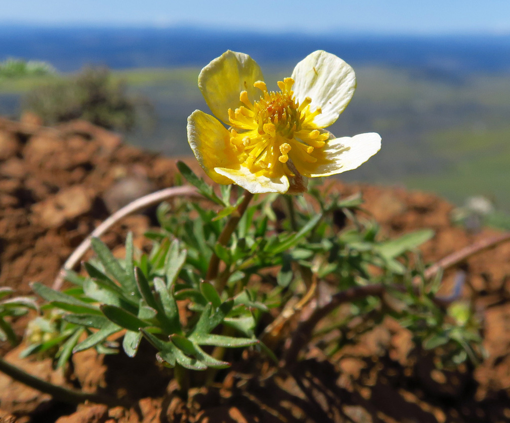 Dalles Mountain Buttercup from Stacker Butte, Klickitat County, WA, USA ...
