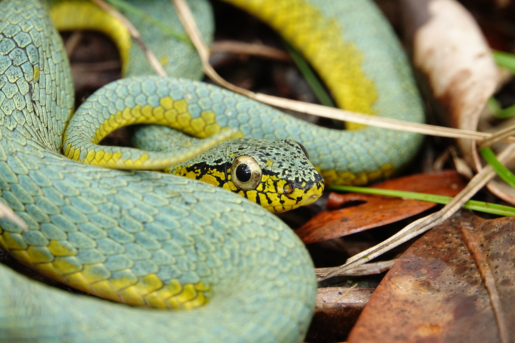 Guianan Green Snake from Kourou 97310, Guyane française on April 23 ...
