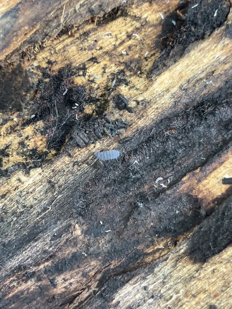 Moss Springtail from W 37th St, Minneapolis, MN, US on April 23, 2024 ...
