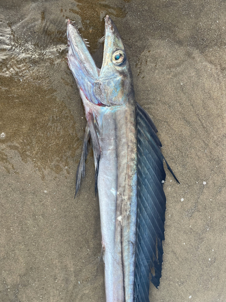 Lancetfishes (Alepisauridae) - Marine Life Identification