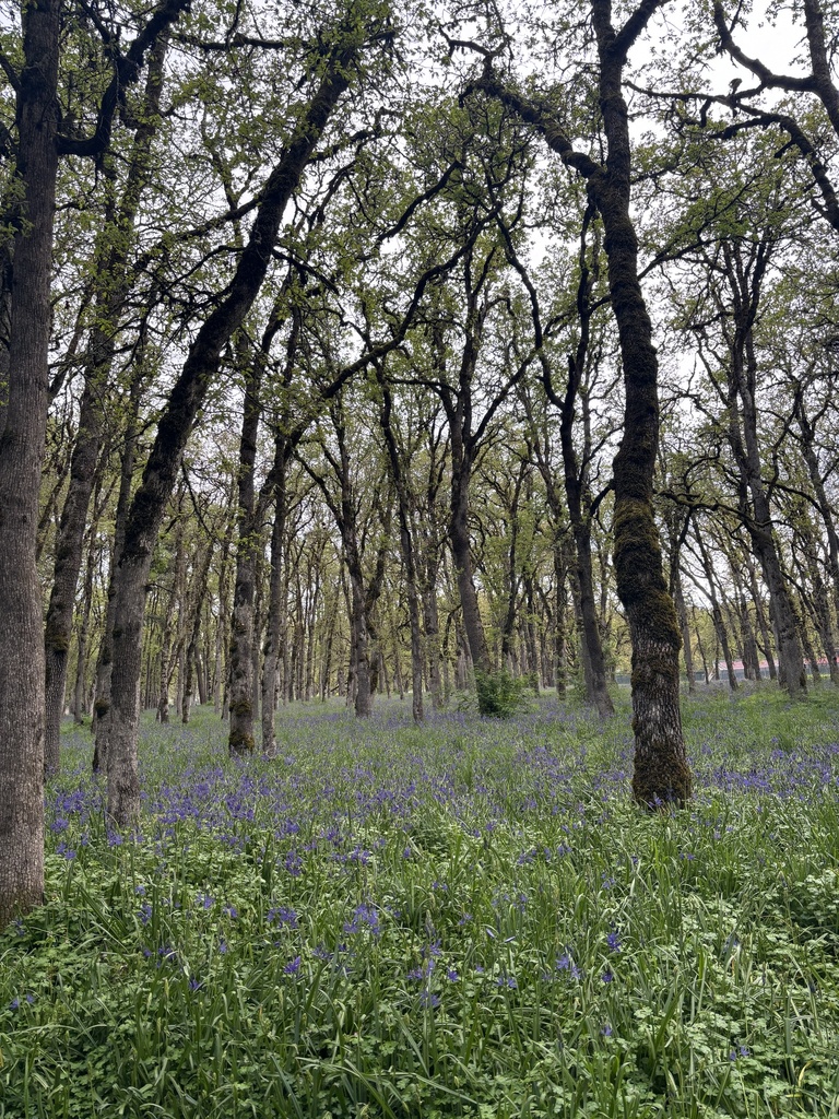 Oregon oak from Bush’s Pasture Park, Salem, OR, US on April 20, 2024 at ...