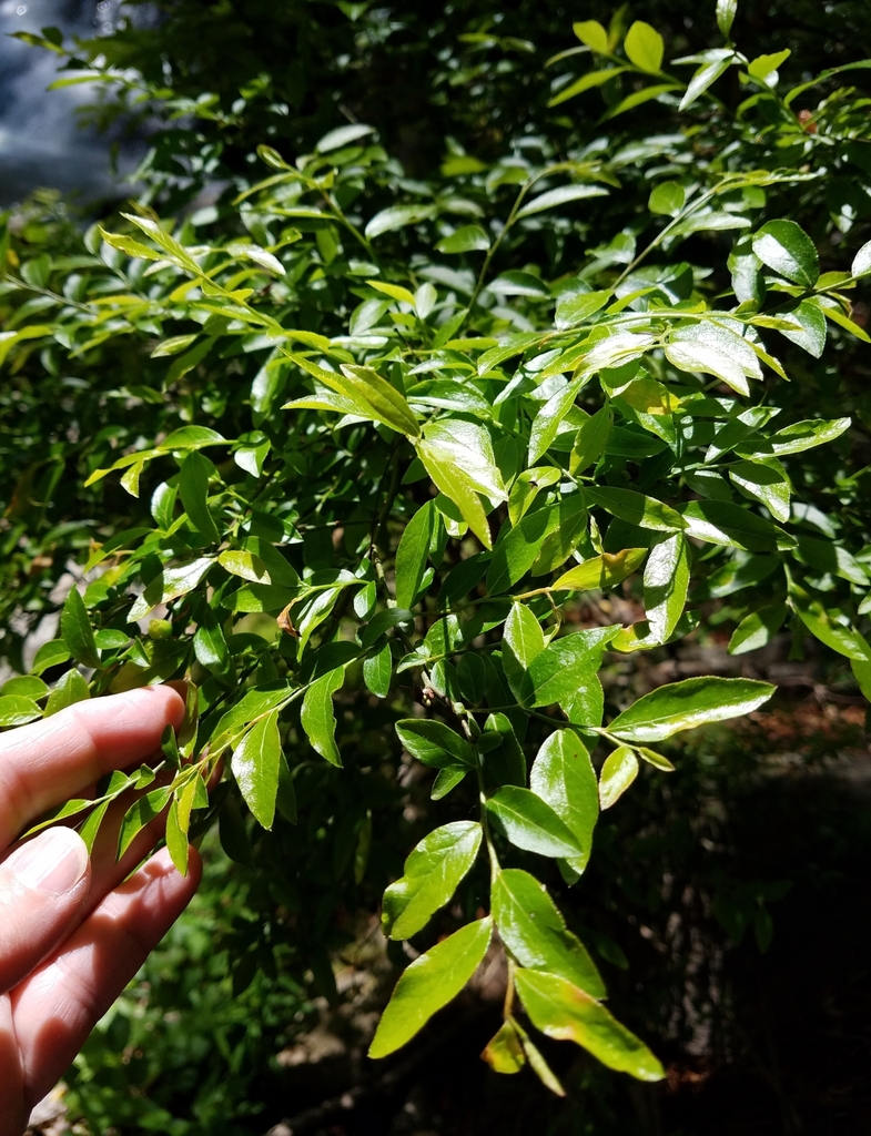 mayberry from Blount County, AL on April 26, 2019 at 02:12 PM by ...