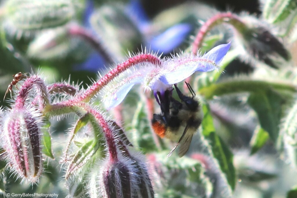 Great Basin Bumble Bee from Northwest Calgary, Calgary, AB, Canada on ...