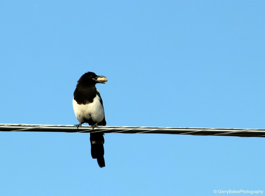 Black-billed Magpie from Northwest Calgary, Calgary, AB, Canada on ...