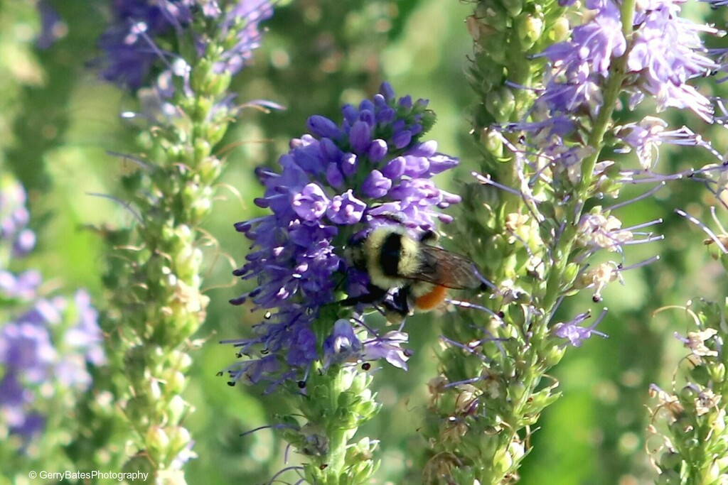 Hunt's Bumble Bee from Northwest Calgary, Calgary, AB, Canada on August ...
