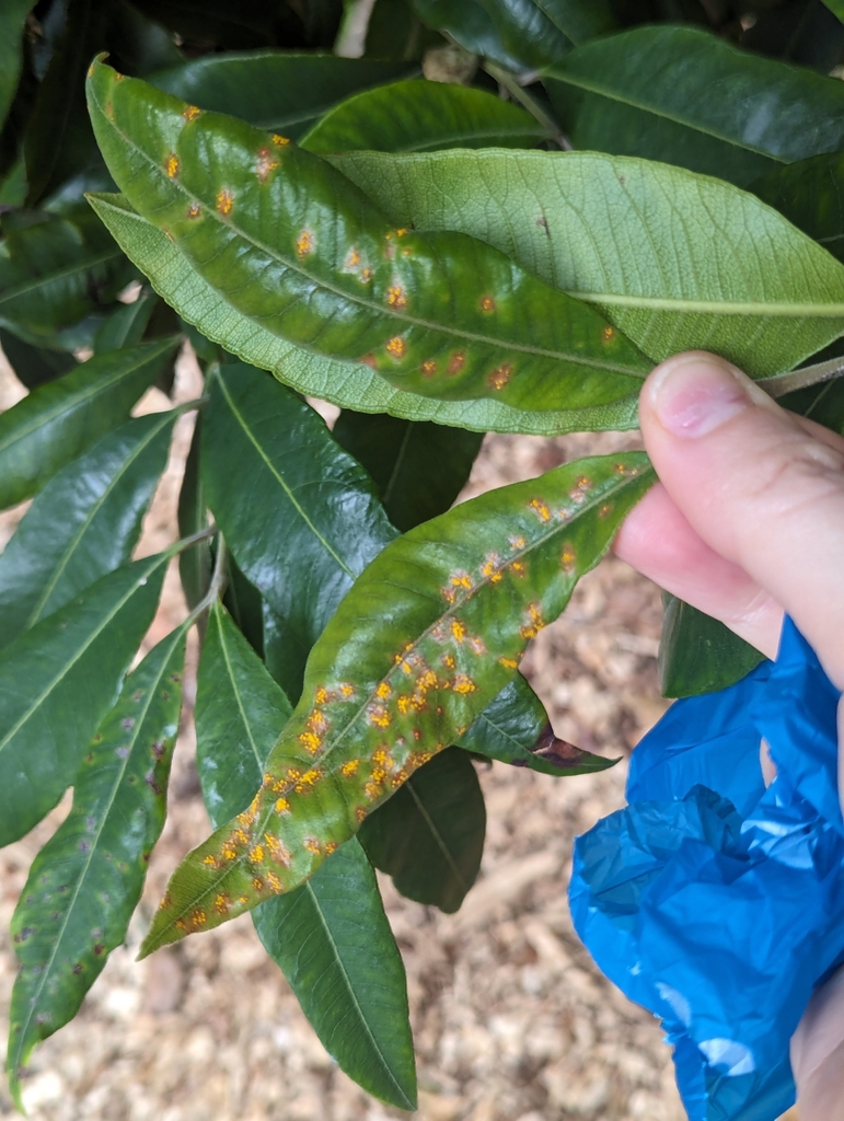 Myrtle Rust from Eveleigh NSW 2015, Australia on April 24, 2024 at 07: ...