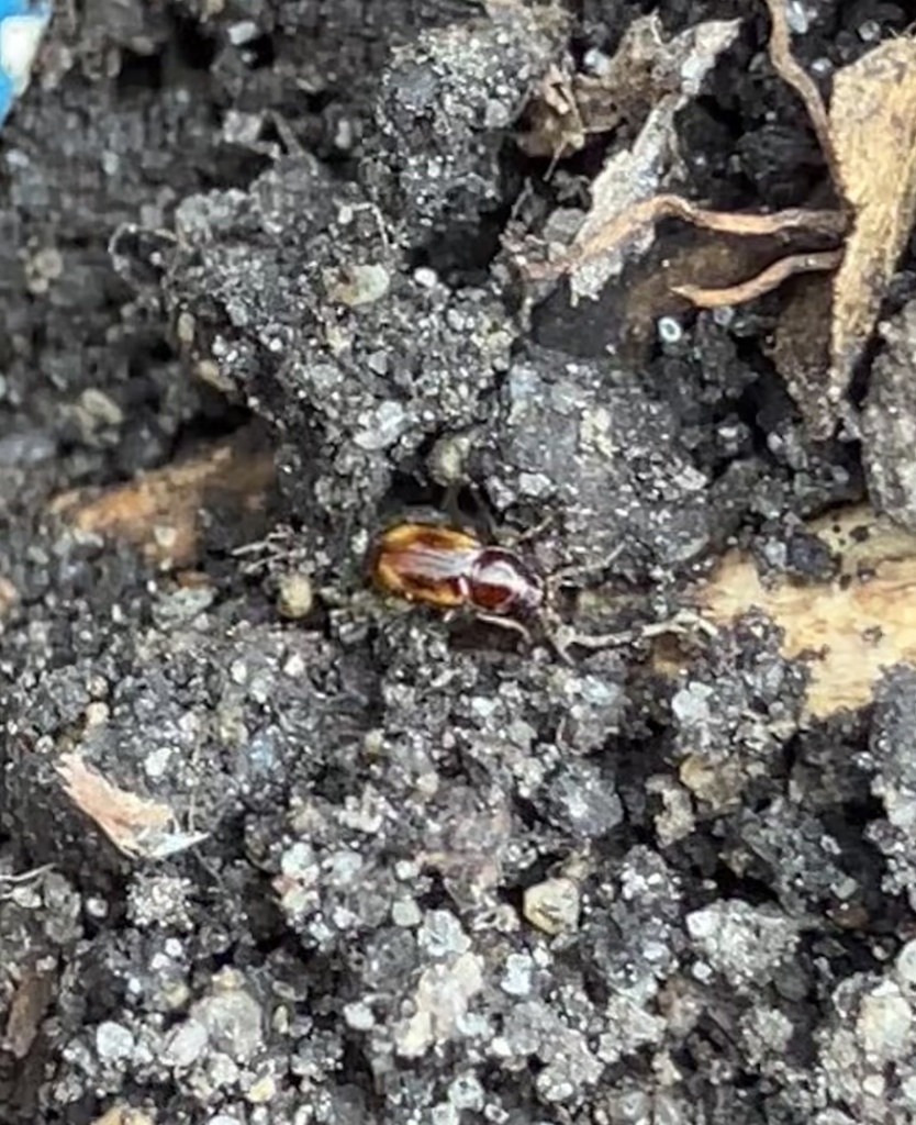 Elaphropus anceps from W 37th St, Minneapolis, MN, US on April 23, 2024 ...