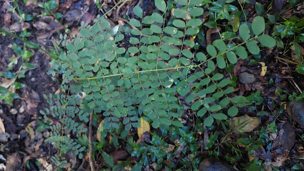 legumes from Peachester QLD 4519, Australia on April 24, 2024 at 07:57 ...