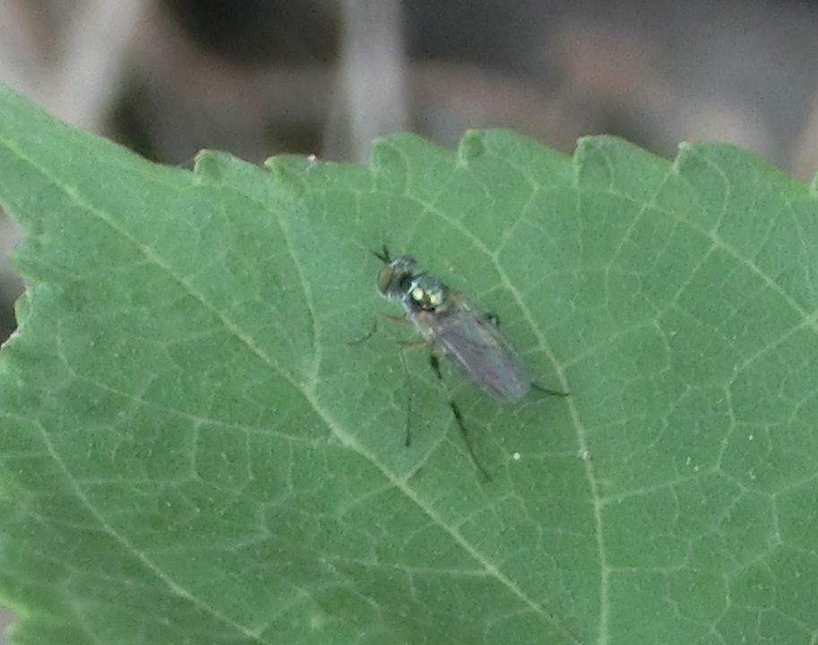 Rhaphium from 638台灣雲林縣麥寮鄉 on April 23, 2024 at 10:11 AM by r88621108 ...