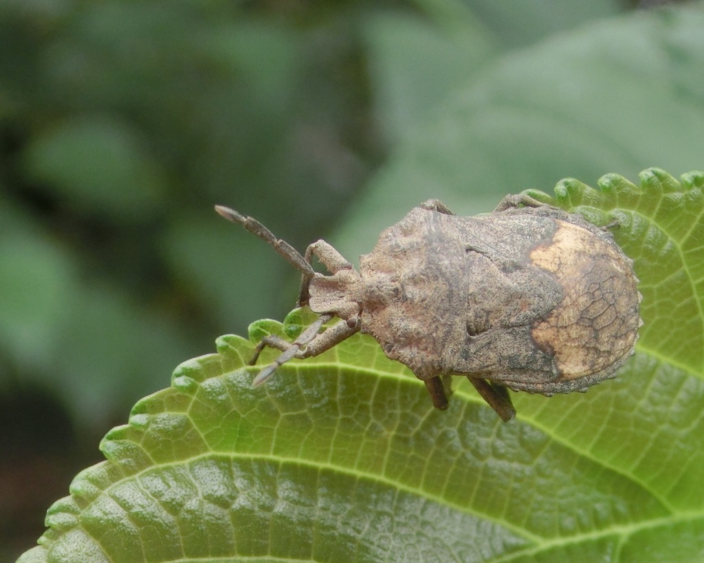 Megymenum brevicorne from 638台灣雲林縣麥寮鄉 on April 23, 2024 at 10:38 AM by ...