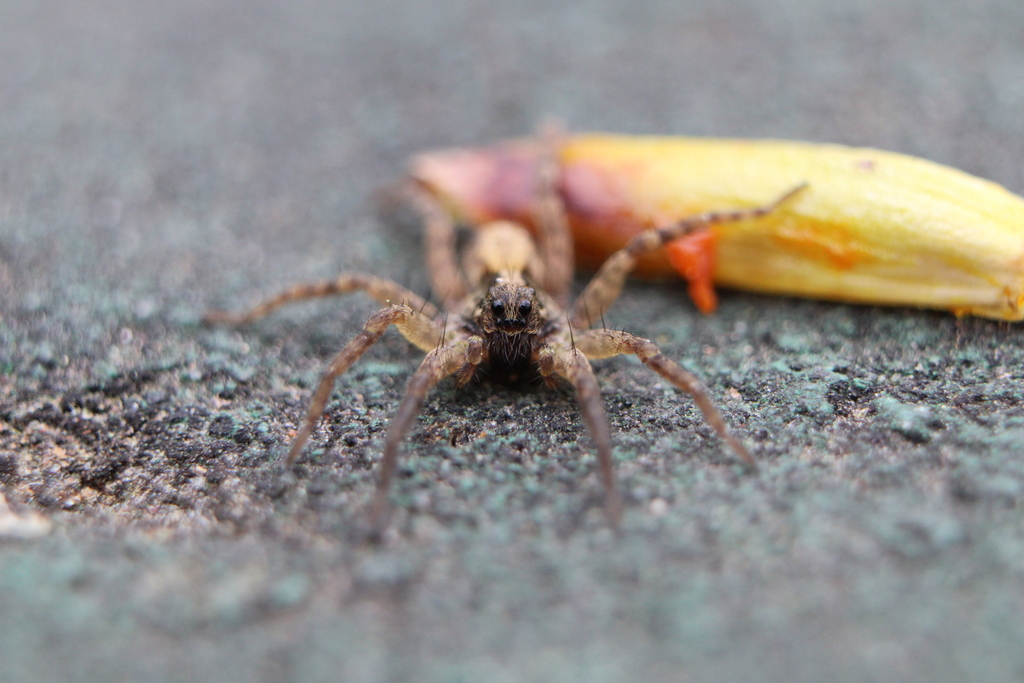 lance wolf spider in April 2024 by Matthew Lindsey. Very pale ...