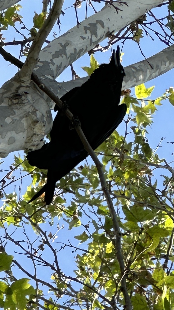 Common Raven from E Valencia Ave, Burbank, CA, US on April 17, 2024 at ...
