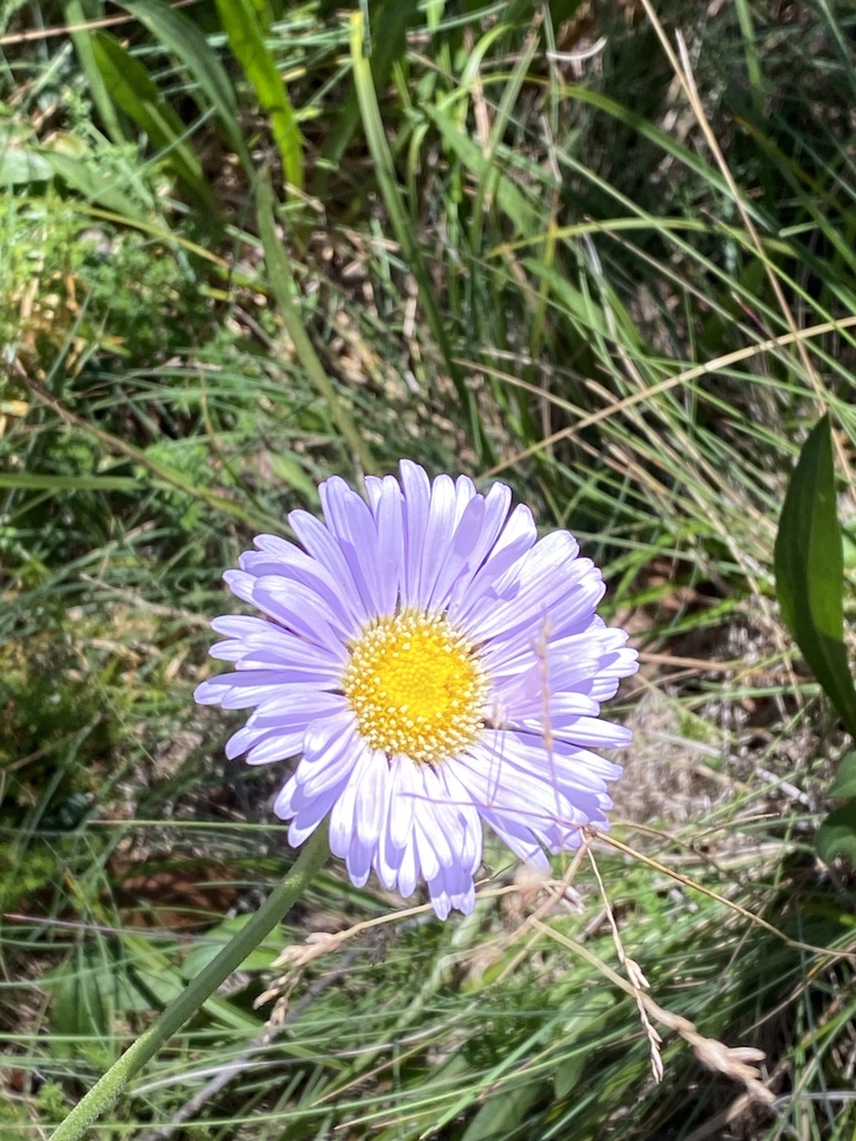 Spoon Daisy from Bimberi Nature Reserve, Cotter River, ACT, AU on ...