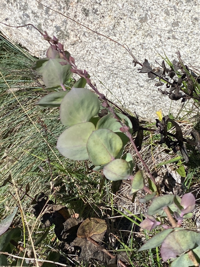 Digger's Speedwell from Bimberi, NSW, AU on February 25, 2024 at 12:45 ...