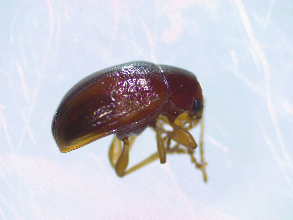 Eucolaspis from Omana Regional Park 2 Omana Beach Road, Maraetai 2571 ...
