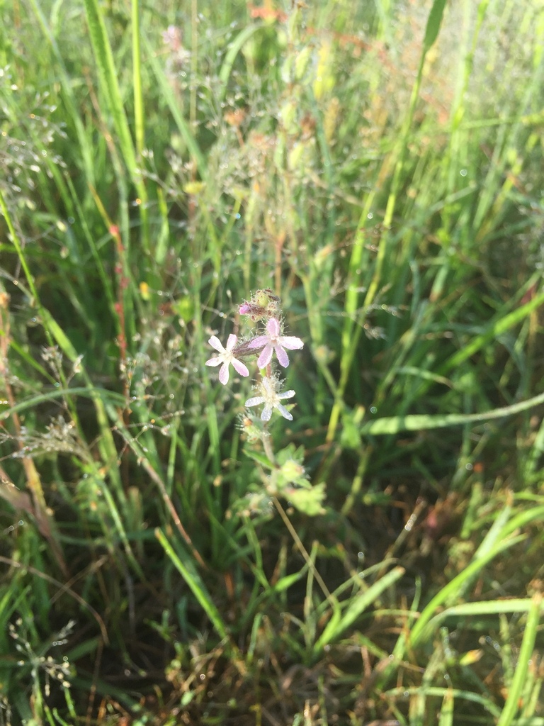 Small-flowered Catchfly from 1253 County Road 52, Sylvarena, MS, US on ...