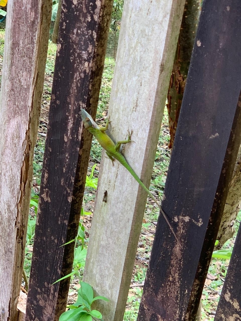Allison's Anole from Roatán, Islas de la Bahía, Honduras on April 5 ...