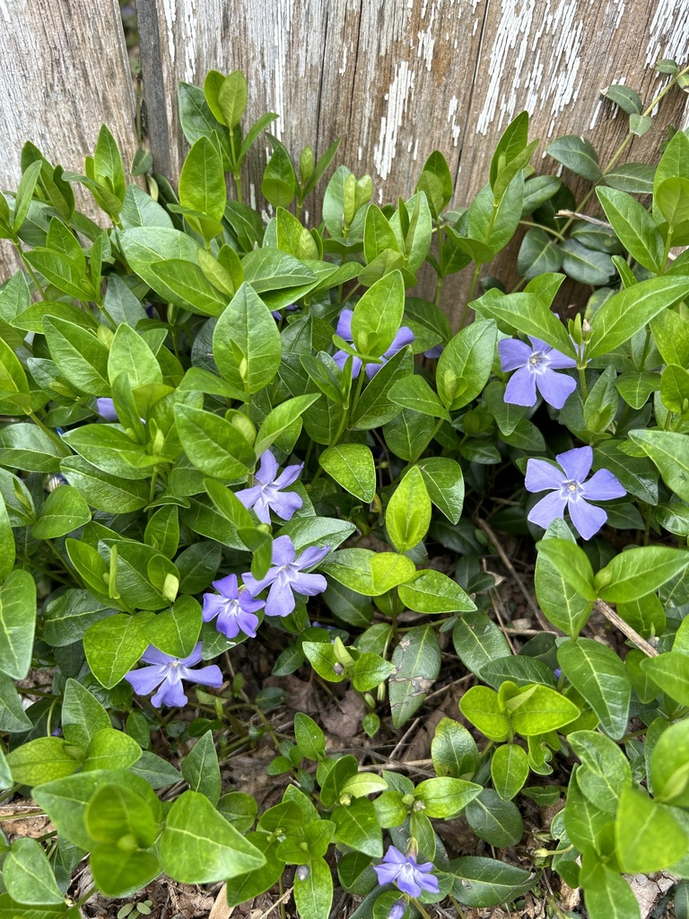 lesser periwinkle from Warren St, Hudson, NY, US on April 21, 2024 at ...
