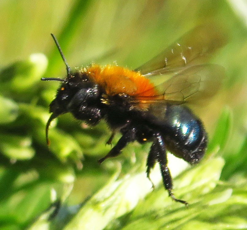 Osmia longula from Columbia Hills, Klickitat County, WA, USA on April ...