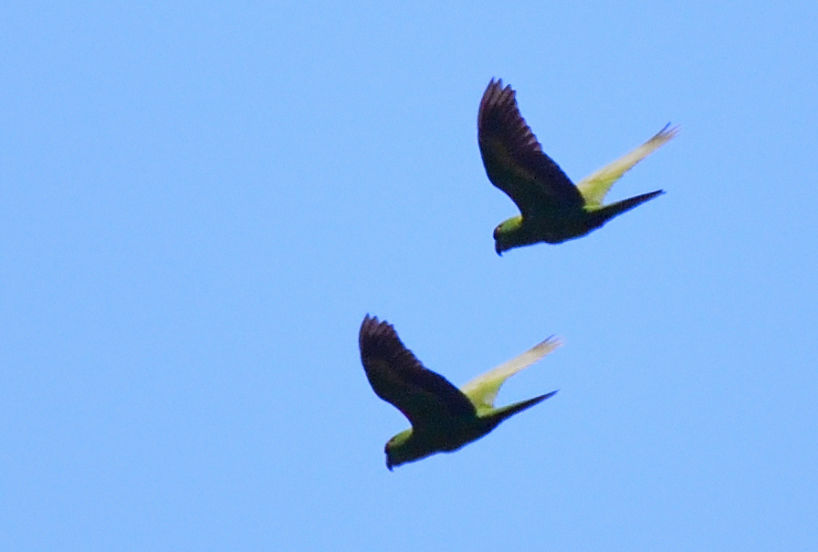 Maroon-fronted Parrot in April 2024 by Roberto González · iNaturalist