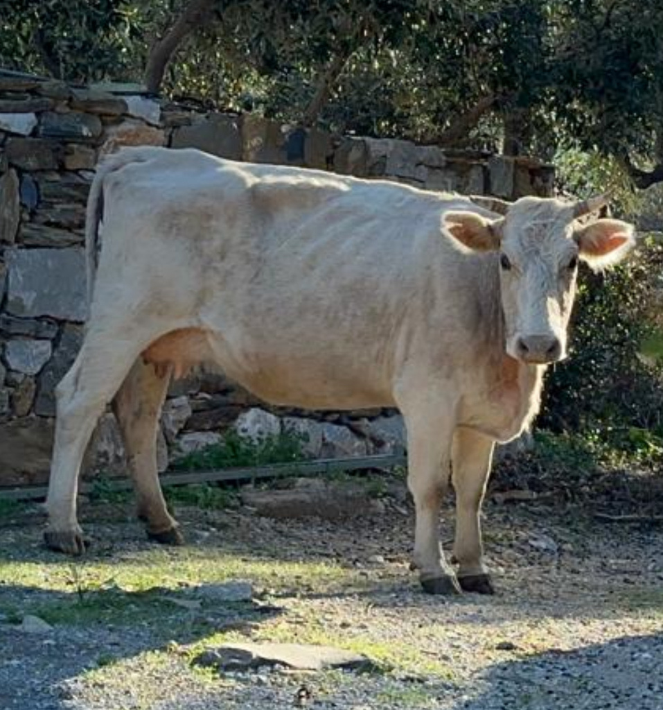 Domestic Cattle from Agrafa, Central Greece, GR on April 24, 2024 at 01 ...