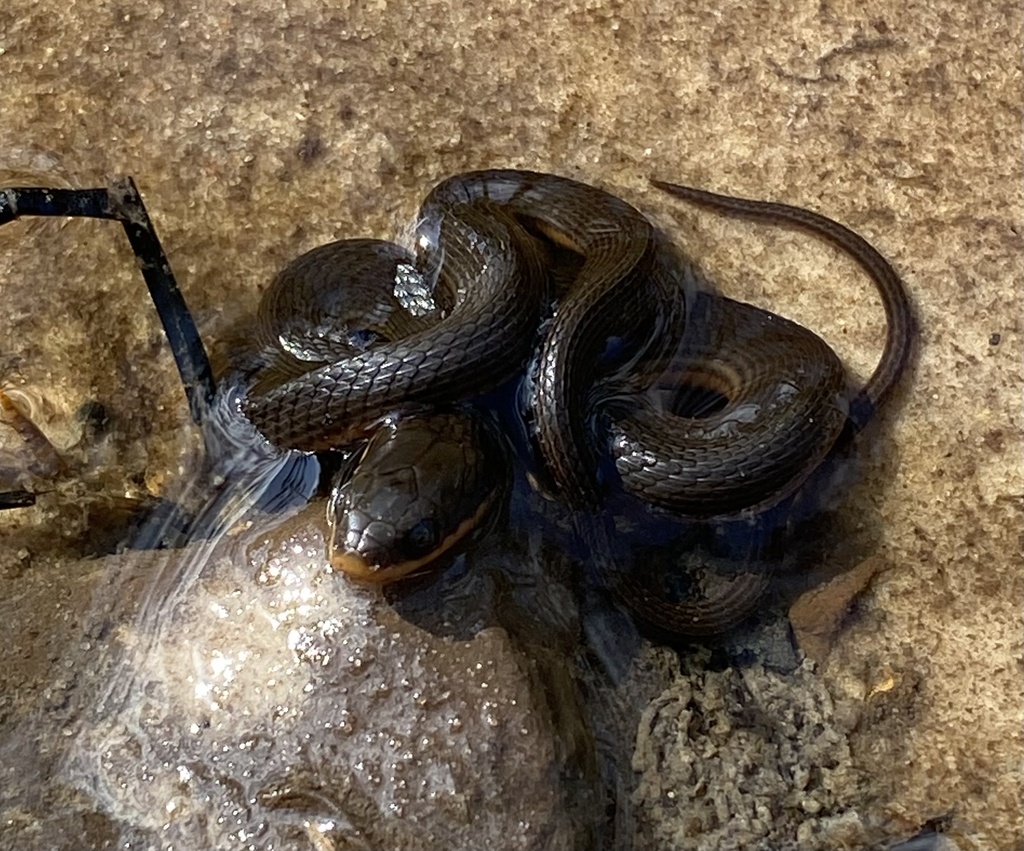 Natricine Snakes from Bayou la Batre, AL, US on April 20, 2024 at 04:11 ...