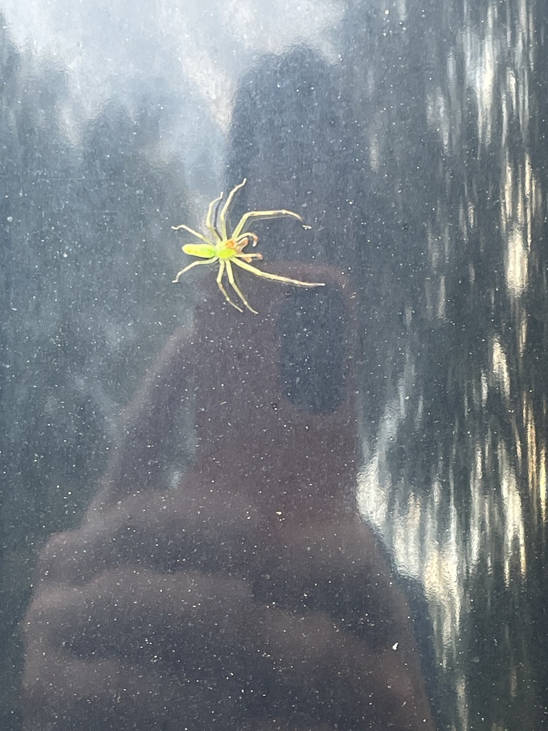 Magnolia Green Jumping Spider from Cypress Tree Dr, Tampa, FL, US on ...