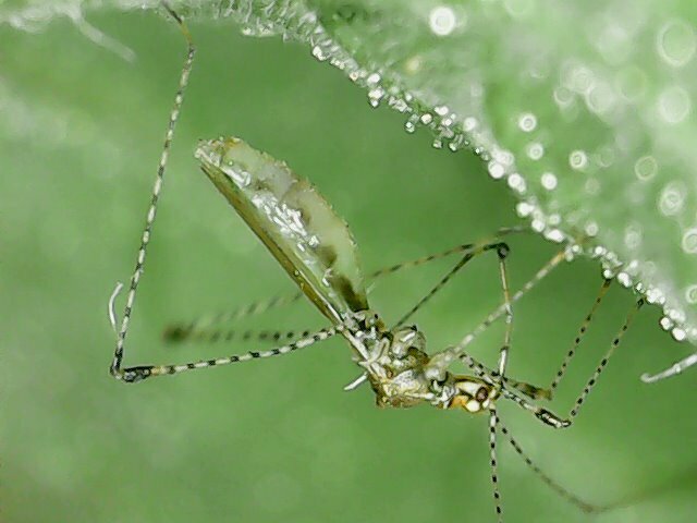 Metacanthus pulchellus from Kaohsiung, TW-KH, TW on April 23, 2024 at ...