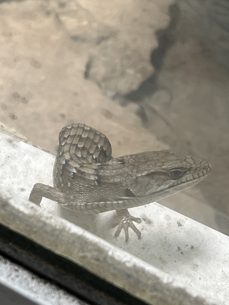 San Diego Alligator Lizard in April 2024 by mikeg39 · iNaturalist
