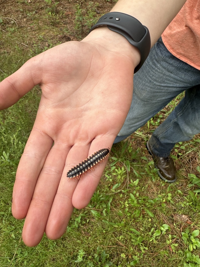 Georgia Flat-backed Millipede from Carns Mill Rd, Talking Rock, GA, US ...