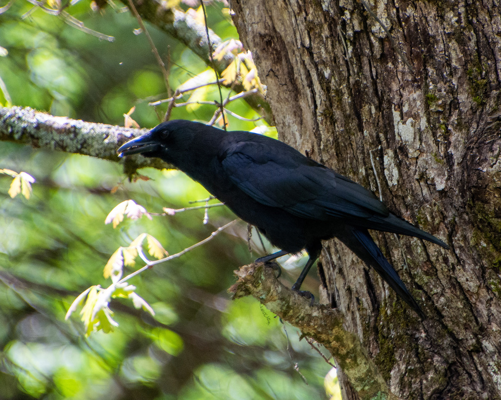 Crows and Ravens from Greenville County, SC, USA on April 19, 2024 at ...