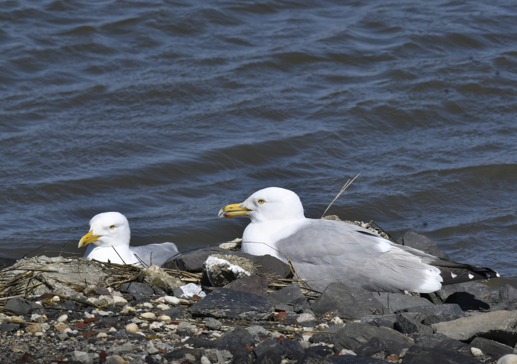 Herring Gull from Edwin B. Forsythe National Wildlife Refuge Brigantine ...