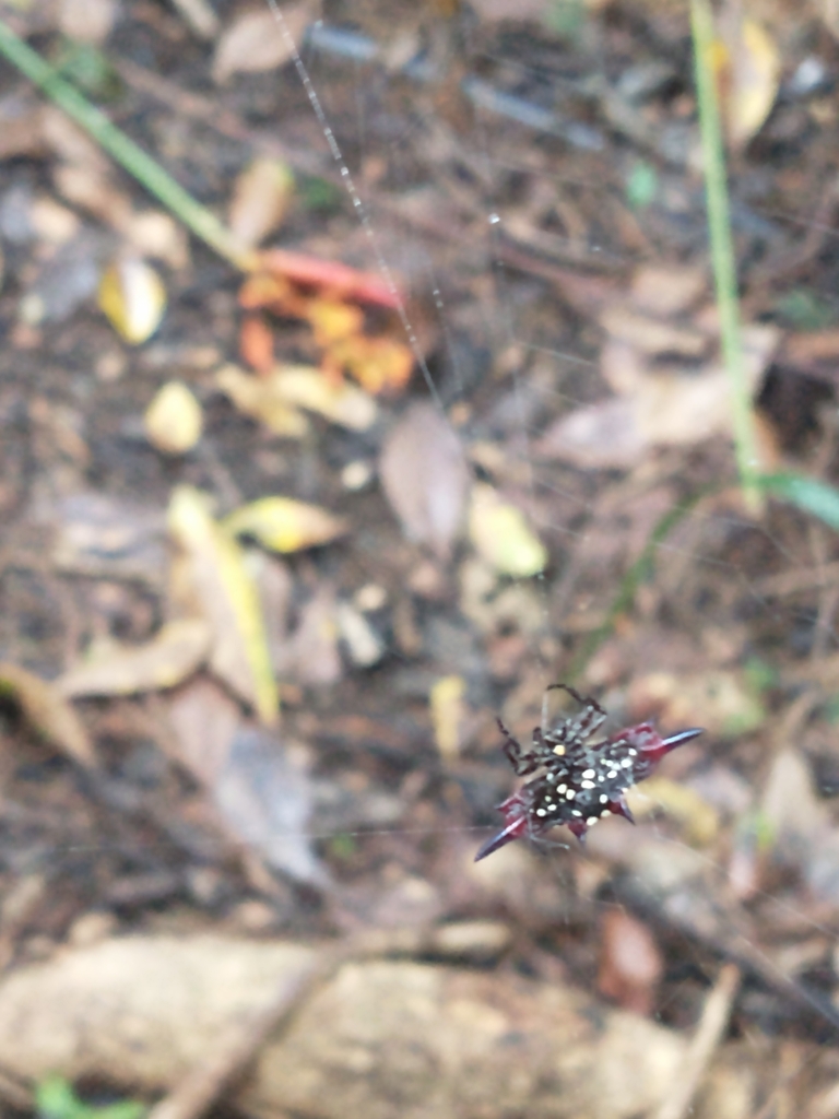 Northern Jewelled Spider from Cape Tribulation QLD 4873, Australia on ...