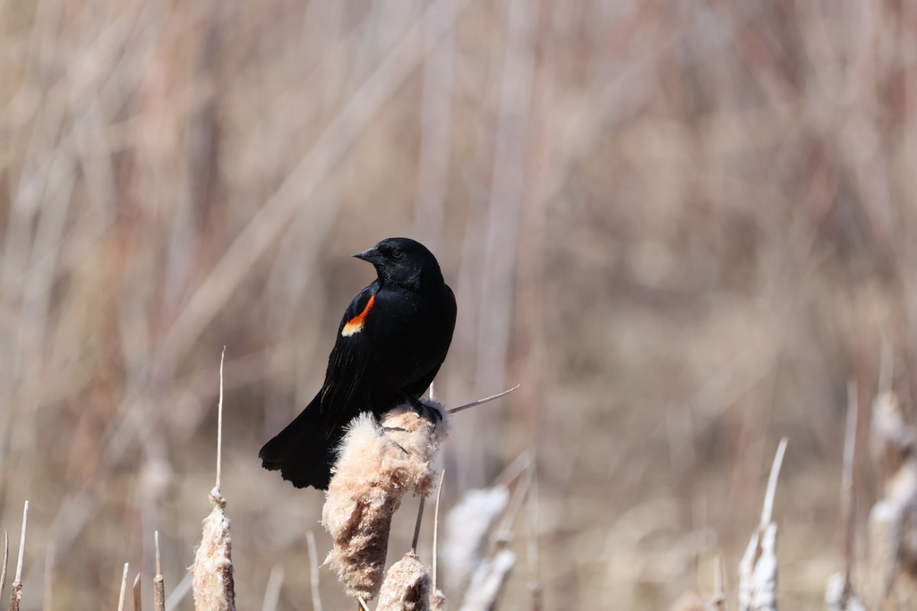 Red-winged Blackbird from Northwest Calgary, Calgary, AB, Canada on ...