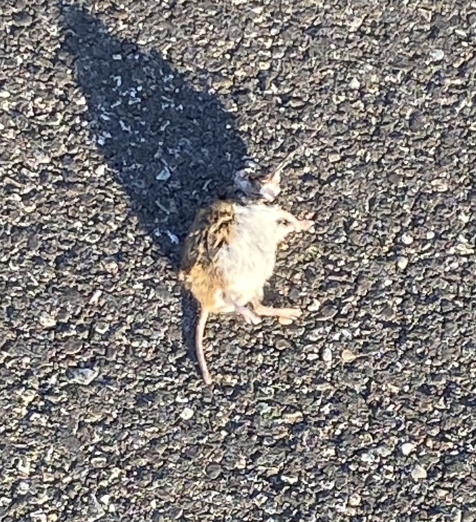 White-footed Mouse from Long Island, Mount Sinai, NY, US on April 23 ...