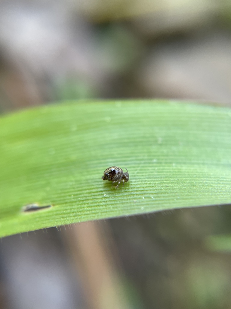 Globular Springtails in April 2024 by northerly · iNaturalist
