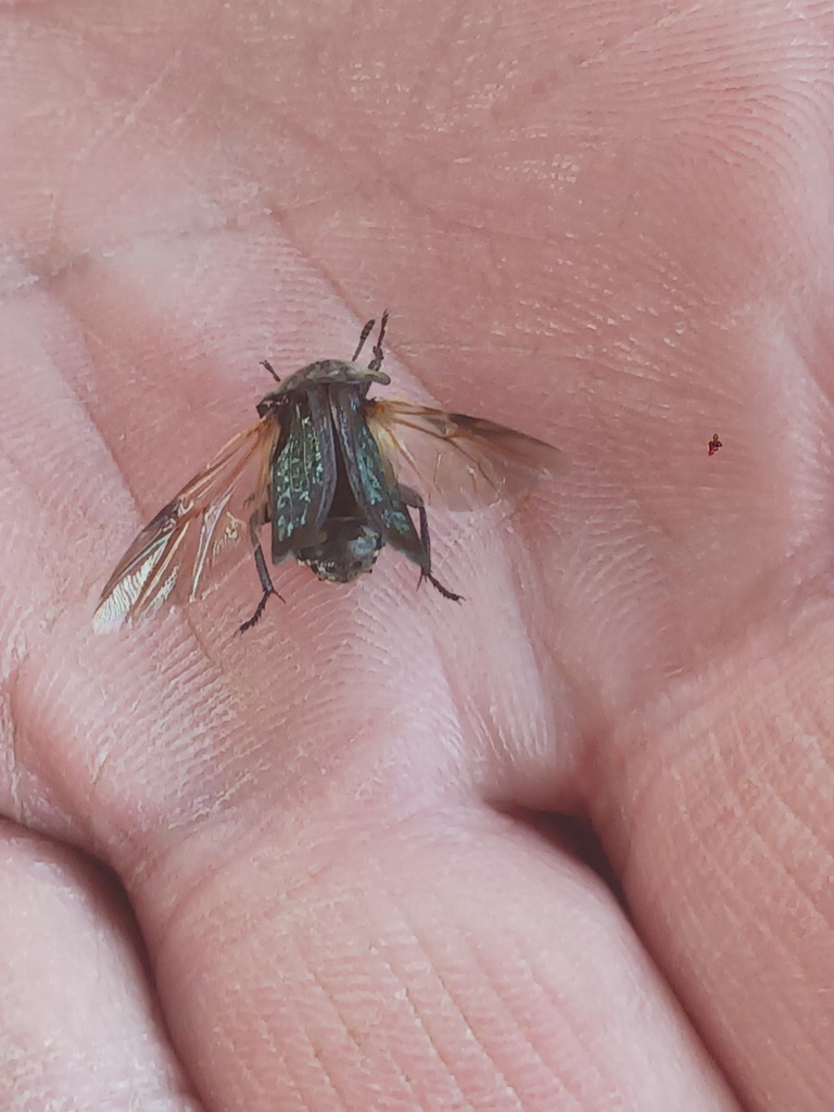 Water, Rove, Scarab, Long-horned, Leaf, and Snout Beetles from Wallowa ...