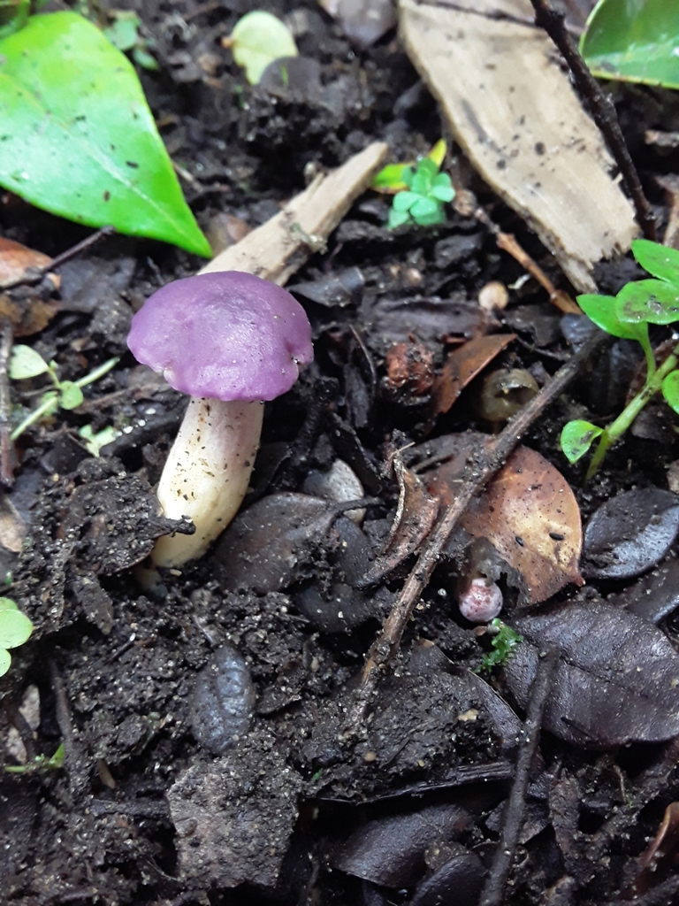 Cuphophyllus adonis in April 2024 by iarazizzamia · iNaturalist