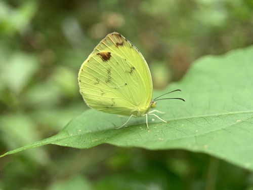 Subspecies Eurema leuce antillarum · iNaturalist