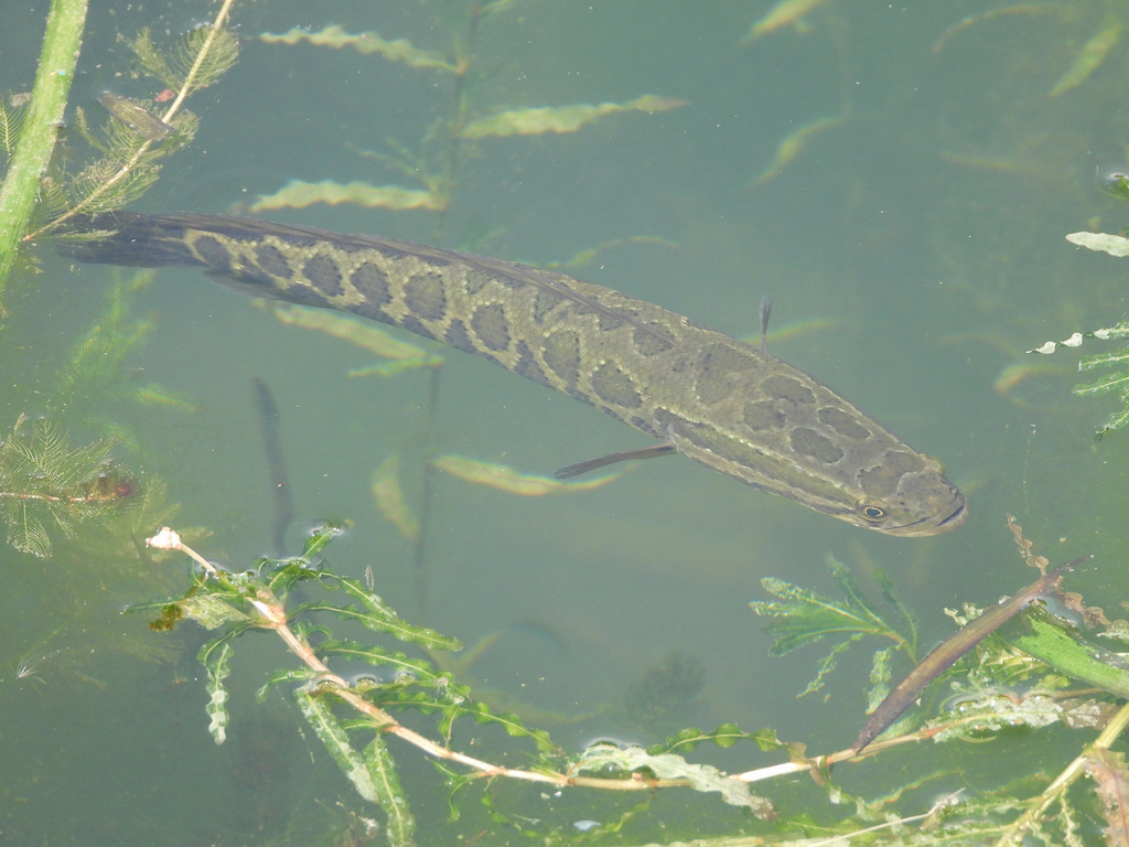 Northern Snakehead from Yinzhou, Ningbo, Zhejiang, China on April 14 ...
