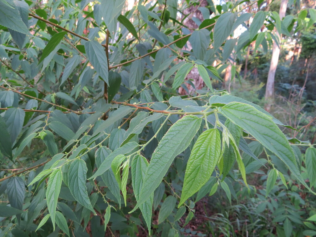 Nettle Tree from Sydney NSW, Australia on June 11, 2020 at 04:51 PM by ...